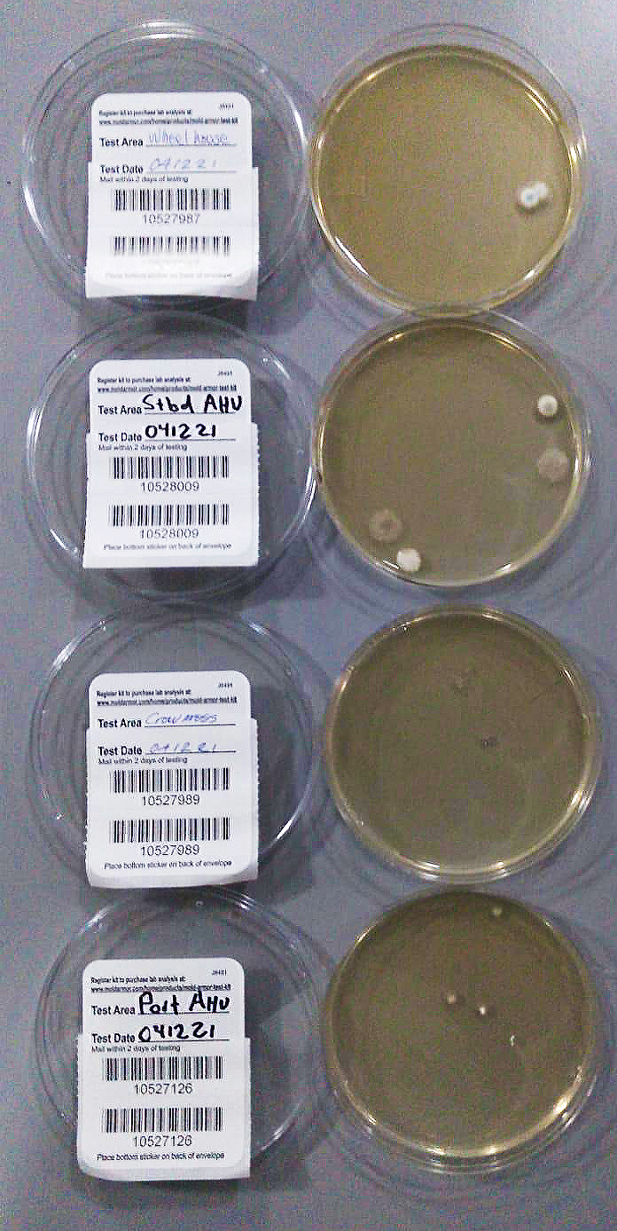 Does this mold live in your HVAC system? How to get rid of mold spores ...